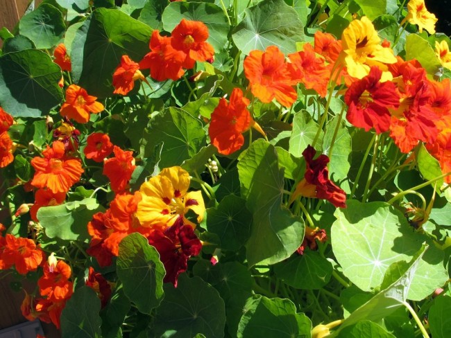 Dwarf Nasturtium 'Jewel Mix' Seeds | Garden Hoard – Hand Harvested ... Dwarf Nasturtium 'Jewel Mix' Seeds | Garden Hoard – Hand Harvested ...