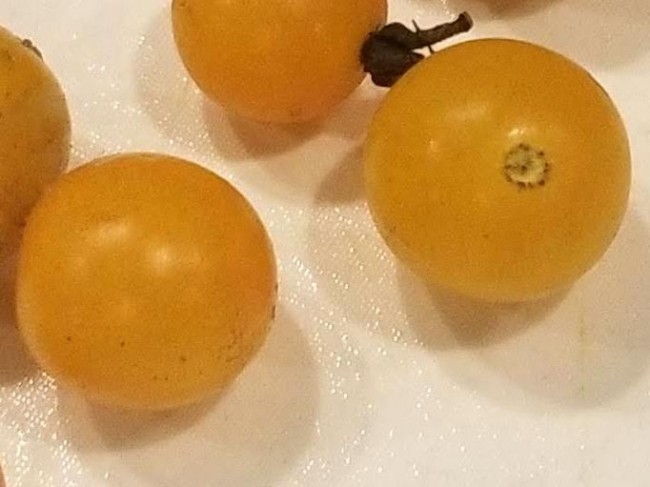 Tomato 'Yellow Plot Mystery Cherry' Seeds (Certified Organic) | Garden ...