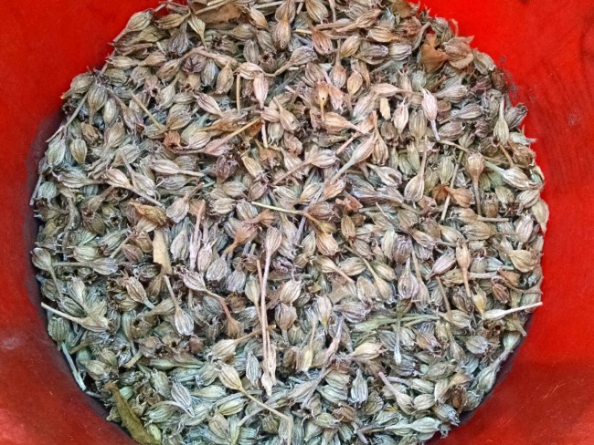 Rose Campion Angels Blush Seeds Certified Organic Garden Hoard Certified Organic